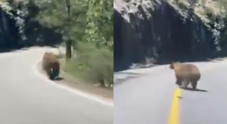 "Mira qué hermoso": Captan oso corriendo en carretera de la Sierra🎦