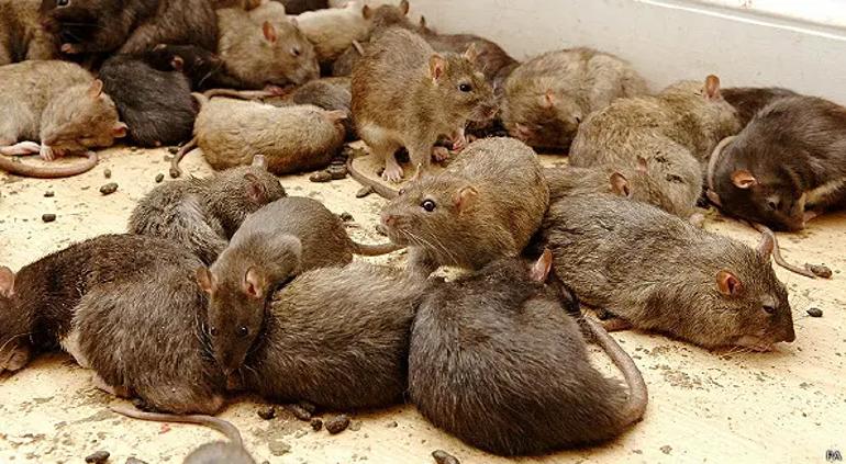 Murieron 4 personas en EU por enfermedad transmitida por ratas