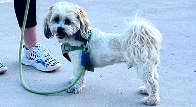 Ofrecen recompensa por el perrito "Max", se perdió en la Revolución