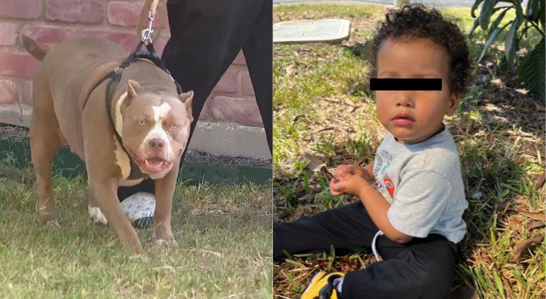Murió bebé por ataque de pitbull en Texas; arrestaron a niñera