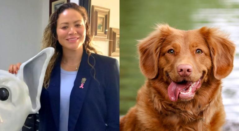 Guarda a tus perritos; show de pirotecnia en El Rejón