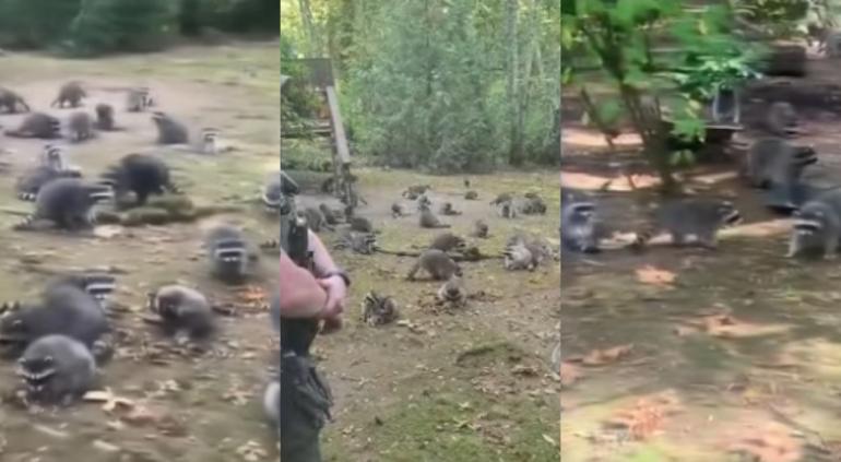 Invadió manada de ¡100 mapaches! en casa de EEUU
