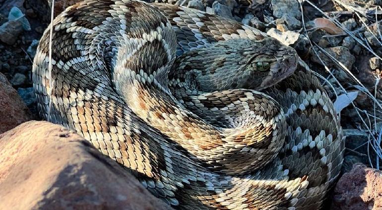 Captaron víbora de cascabel en Mesa de Caballos📷