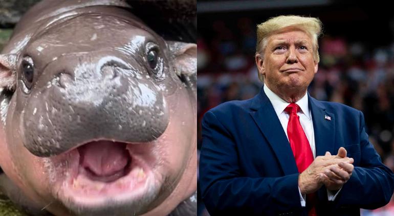 Predice la hipopótamo Moo Deng victoria de Donald Trump