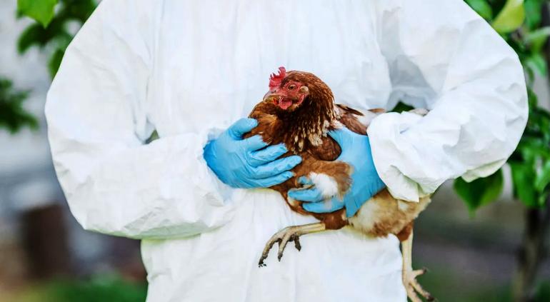Declara California estado de emergencia por gripe aviar