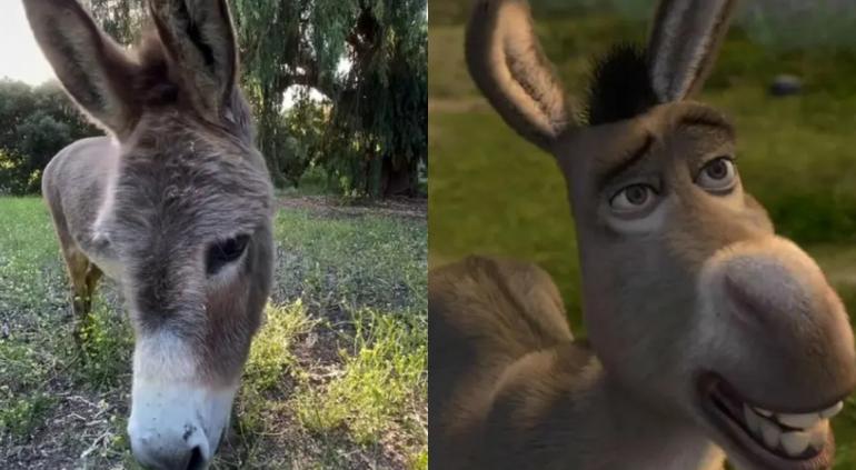 Falleció “Perry”, inspiró a “Burro” en Shrek
