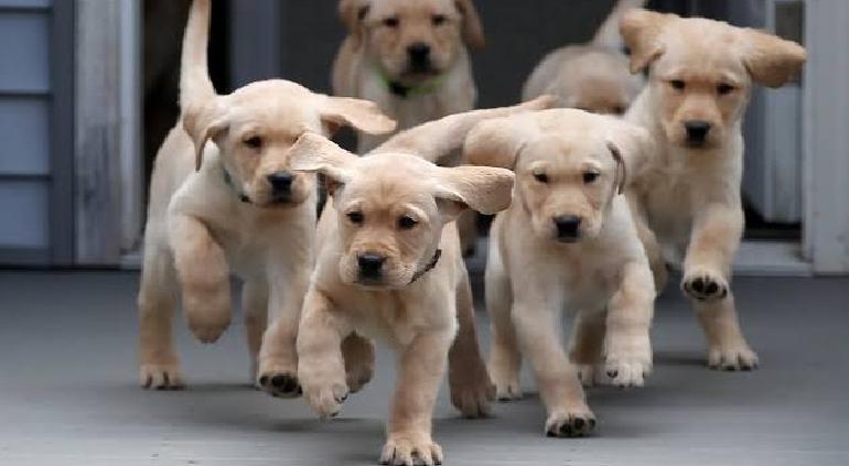 Tlaxcala: 9 perritos mueren tras comer carne envenenada