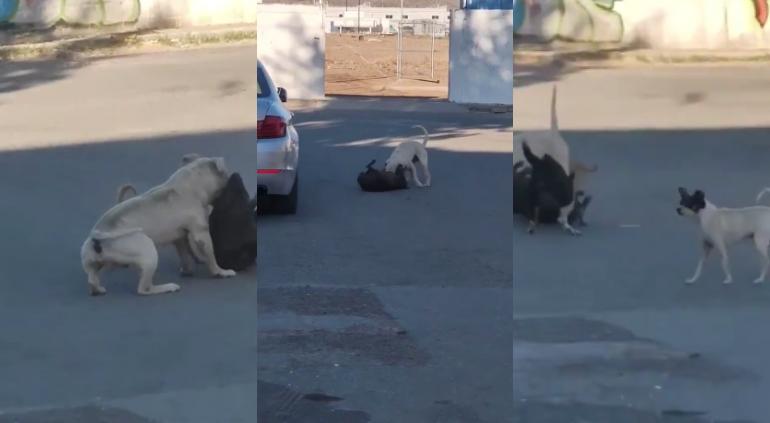 Atemoriza jauría de perros en calles de Riberas 🎦