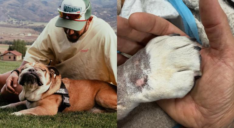 "Roscoe murió en mis brazos": Lewis Hamilton perdió a su perrito