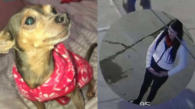 Ofrecen recompensa por “Princess”, se la llevaron afuera de su casa