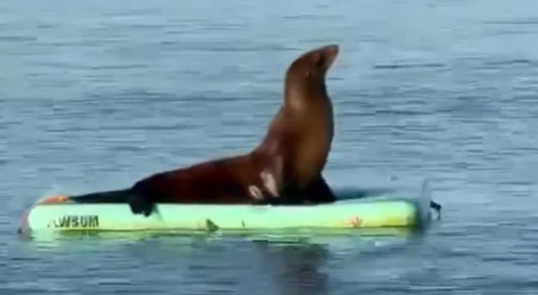 Captaron a lobo marino en planeo "paseo" en playas de San Carlos 🎦